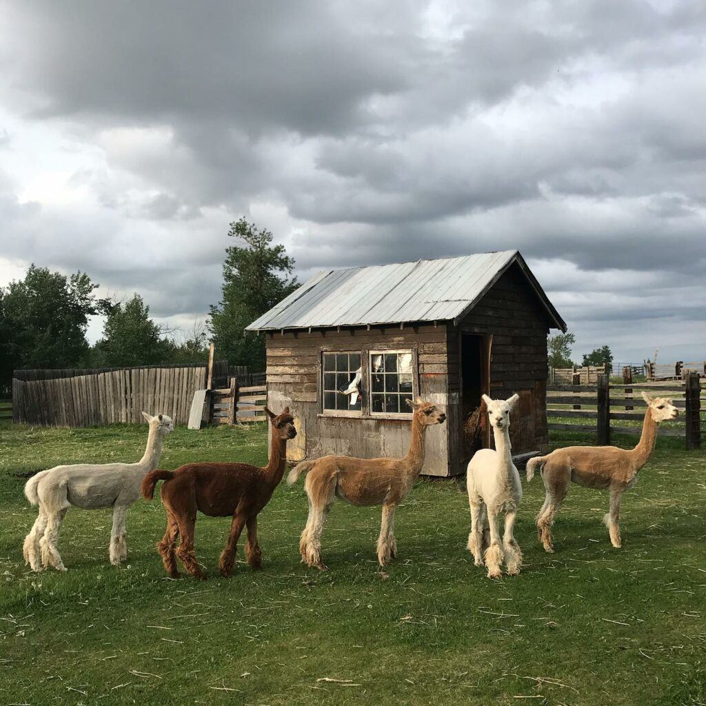 Flowers & Alpacas located North of Edmonton Alberta.